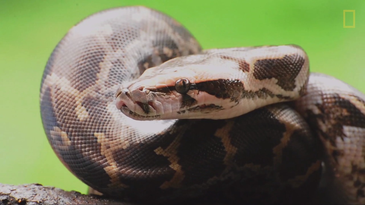Animals 101: Python